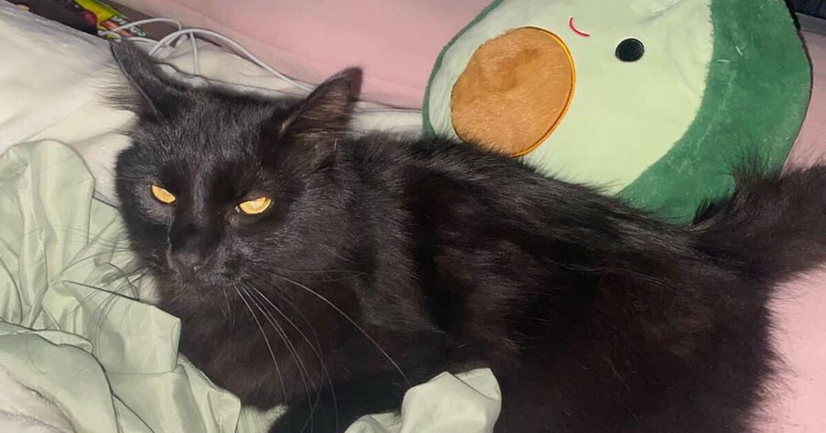 Black long haired 2 year old cat for Free in Raleigh, NC | For Sale ...