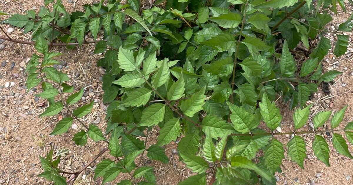 Trumpet Vine sprouts for Free in Rio Rancho, NM | For Sale & Free ...