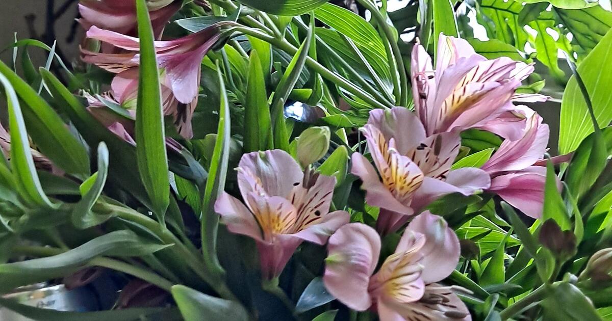 Free Flower Bulbs, Tubular Roots, and Spring Onion Bulbs for Free in ...