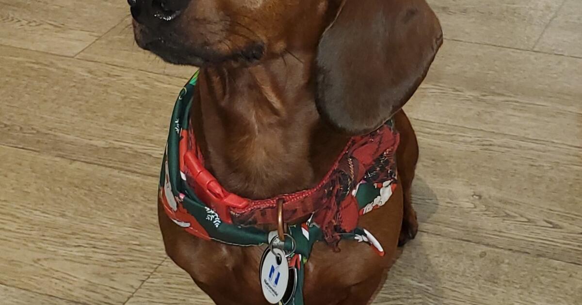 Rehome Needed Asap Dogs for $20 in Riverside, CA | For Sale & Free ...