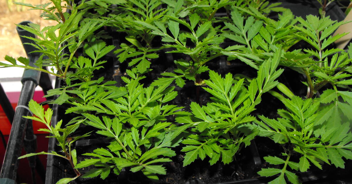 Garage/Plant Sale for $1 in Madison, WI | For Sale & Free — Nextdoor