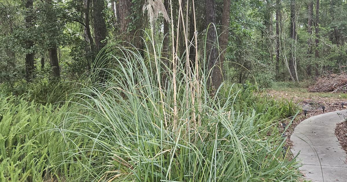 Sawgrass /small bushes Need appt for pickup for Free in Jacksonville ...