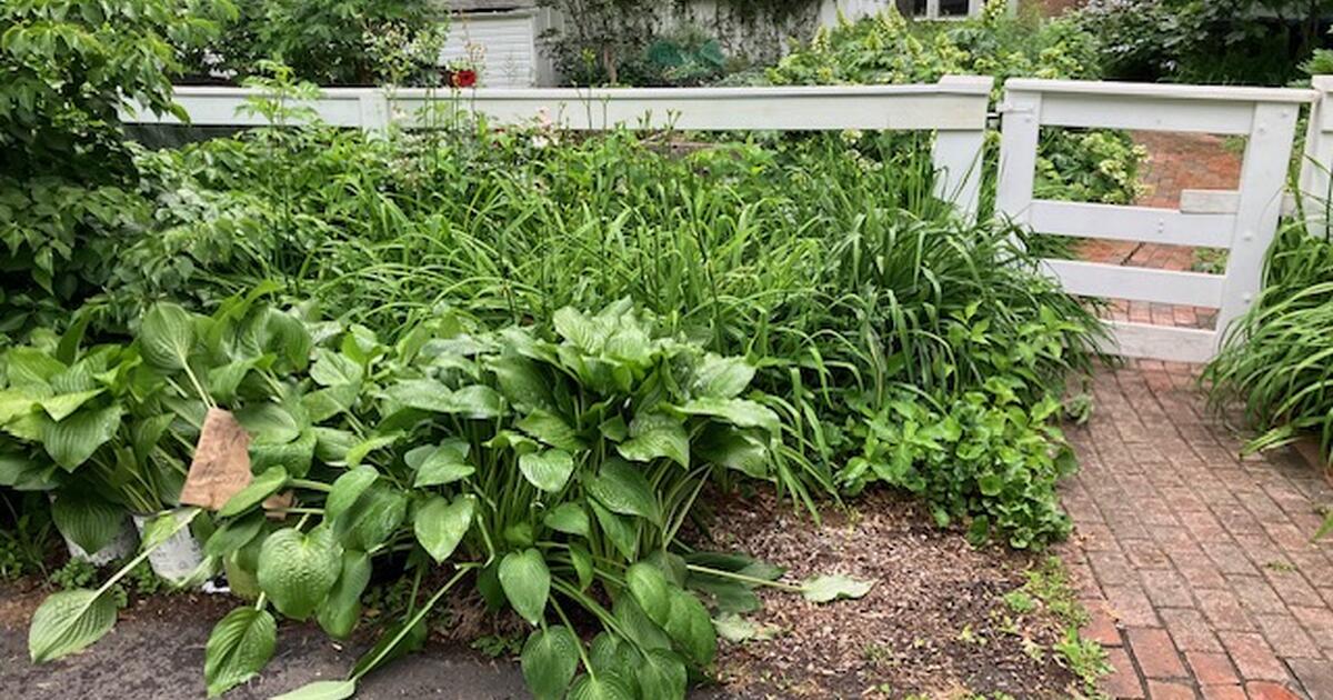 Hostas for Free in Falls Church, VA | For Sale & Free — Nextdoor