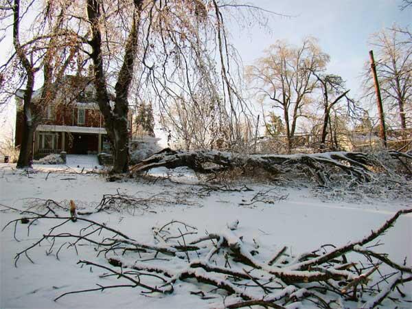 TEMPORARY TREE BRANCH DROP SITE (City of Denver) — Nextdoor — Nextdoor