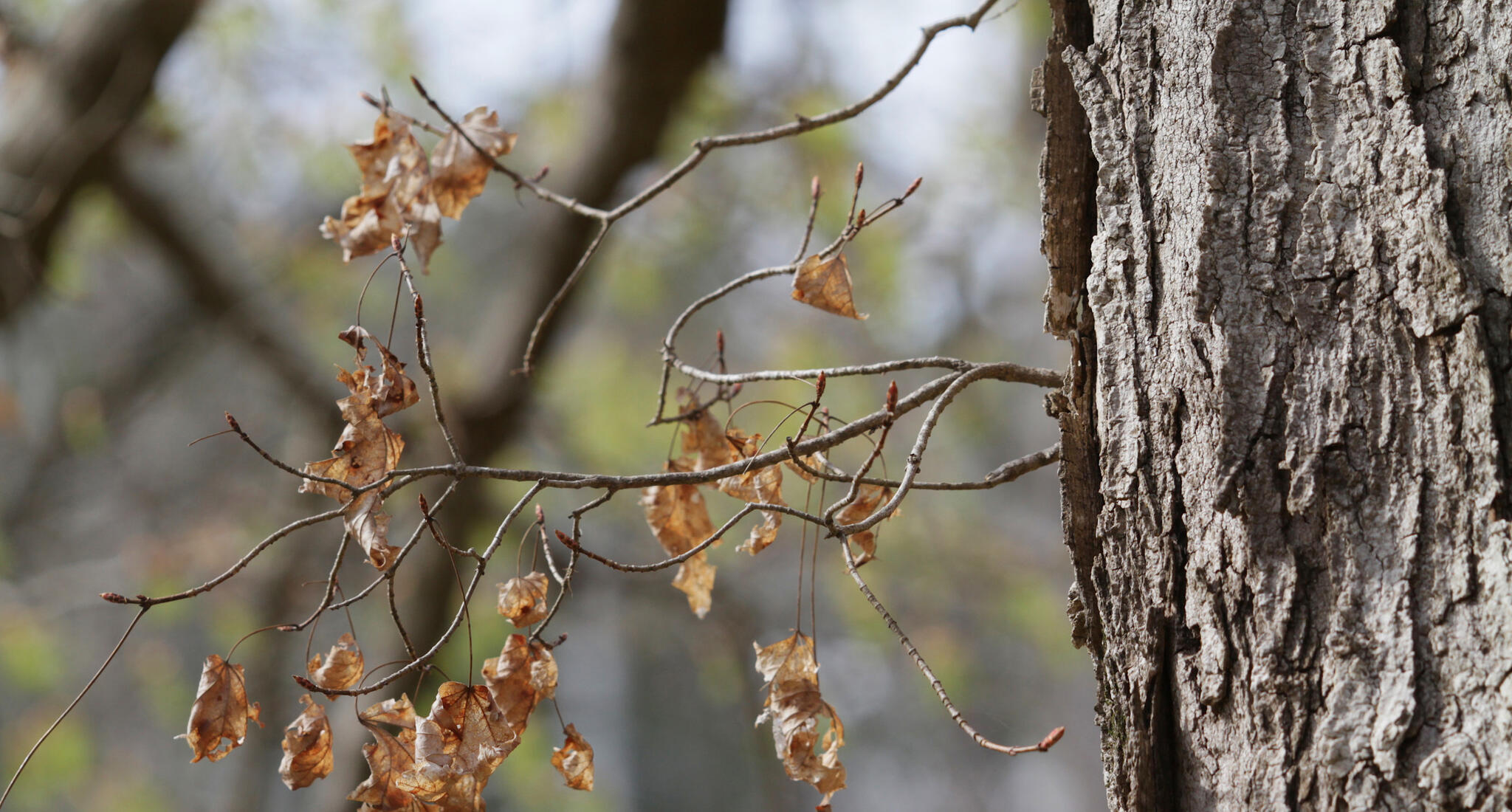 The UF/IFAS Extension Alachua County Office is pleased to announce that ...
