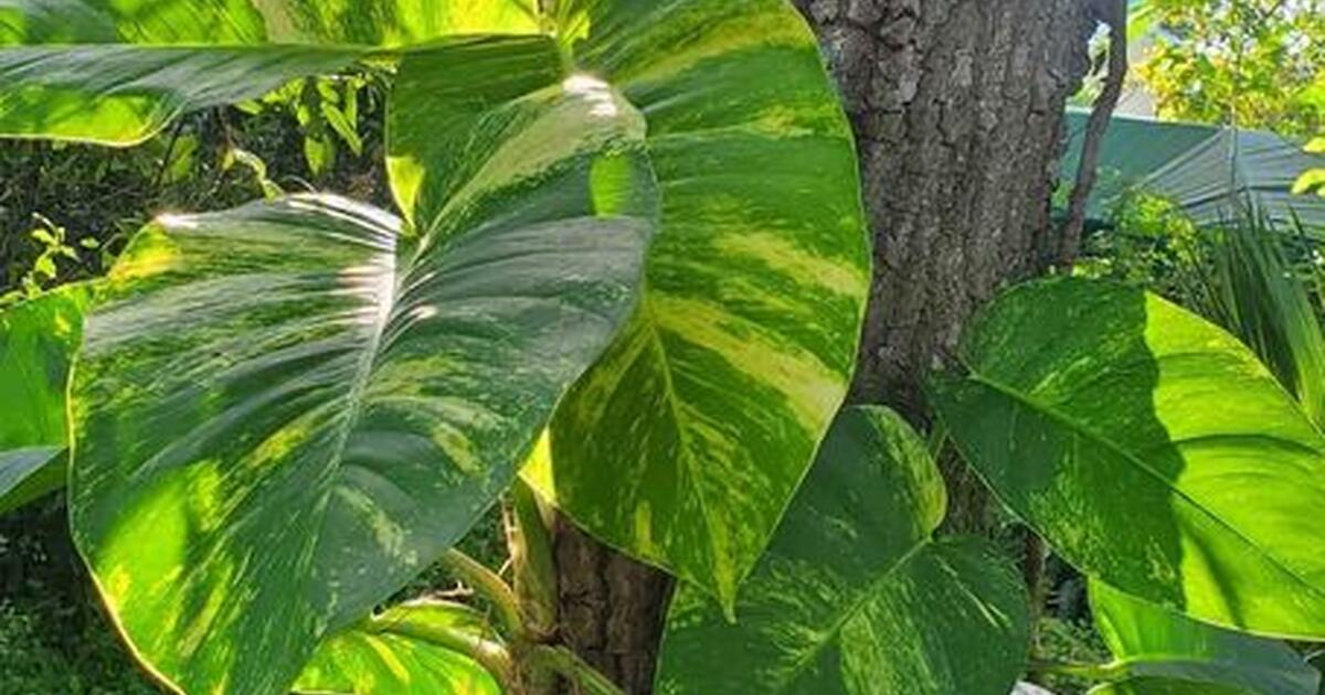***Golden Varigated Hawaiian GIANT Pothos cuttings for $12 in Sarasota ...