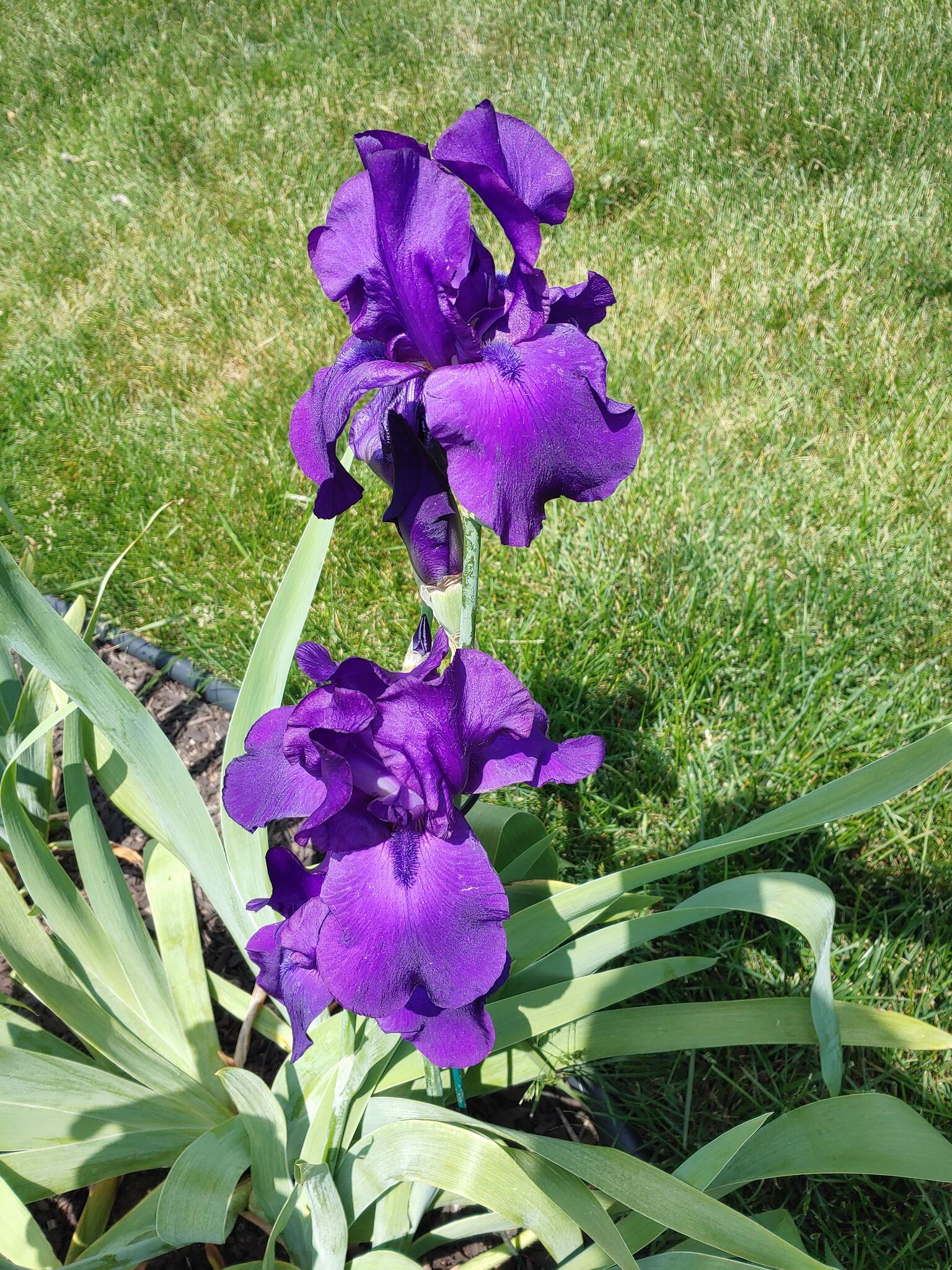 YES- AVAILABLE!!!!!! BEAUTIFUL TALL RUFFLED BEARDED ROYAL PURPLE LARGE ...