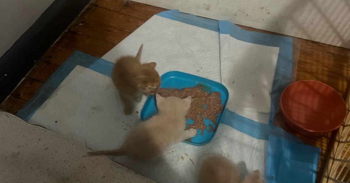 For free need homes asap I don’t want to take them to the shelter for ...