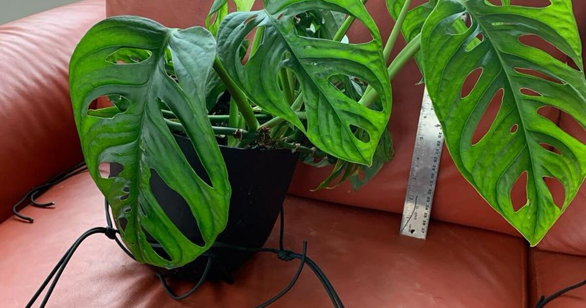 Monstera Swiss Cheese Plant, Aloe, Neon Pothos for $1234 in Oberlin, PA ...