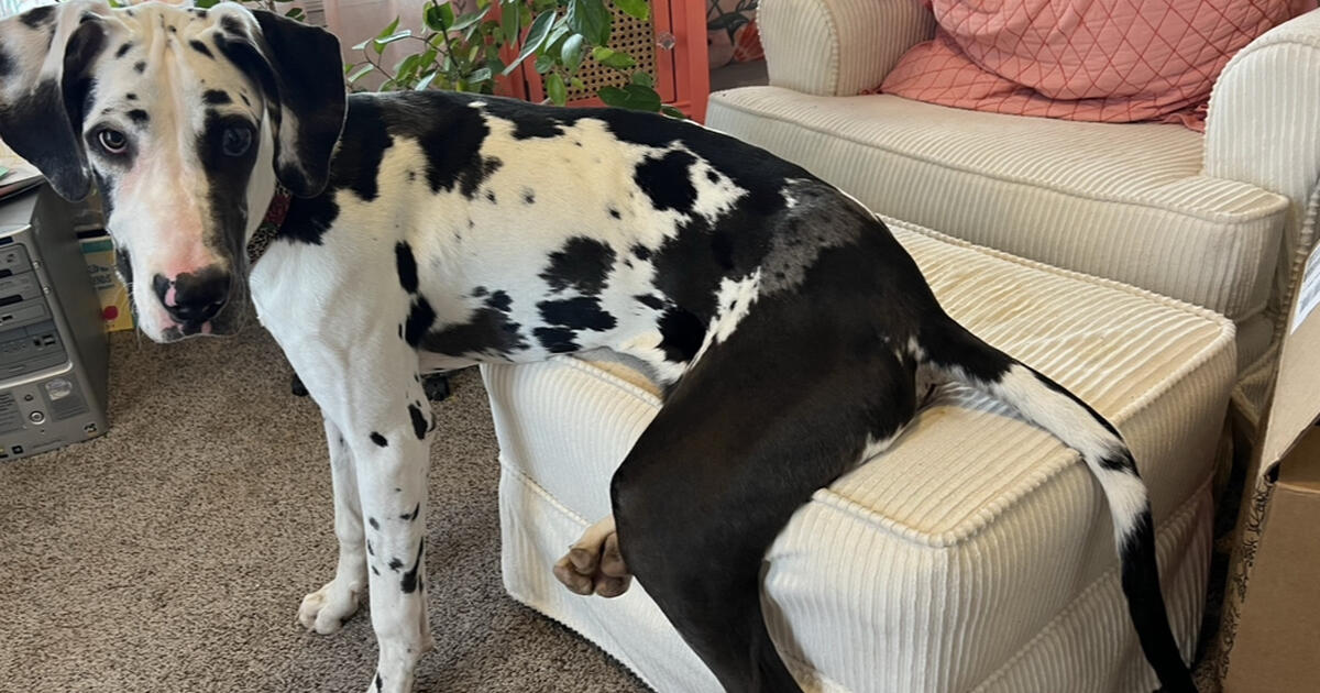 9 month old, spayed, Harlequin Great Dane puppy for $1000 in Fort ...