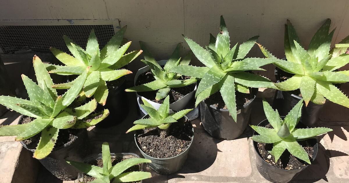 Large 1 Gallon Aloe Vera for $8 in Santa Rosa, CA | For Sale & Free ...