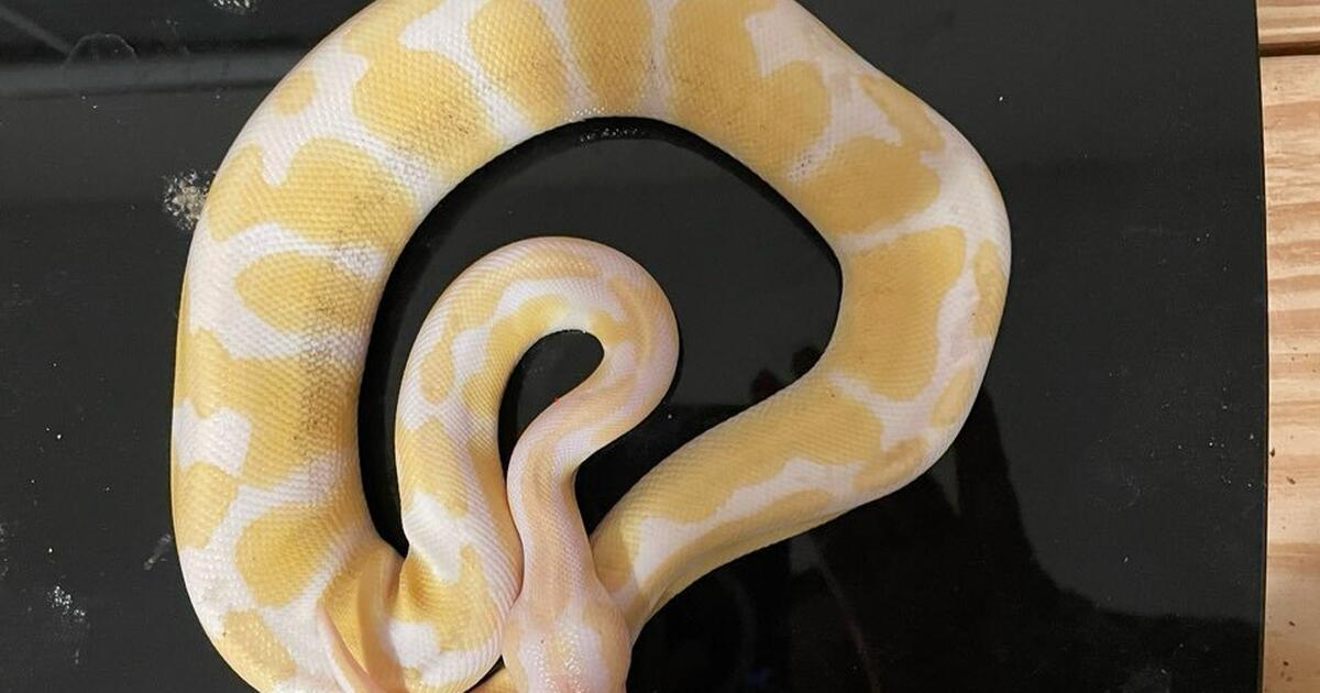 Albino ball python. for $125 in Fischer, TX | For Sale & Free — Nextdoor