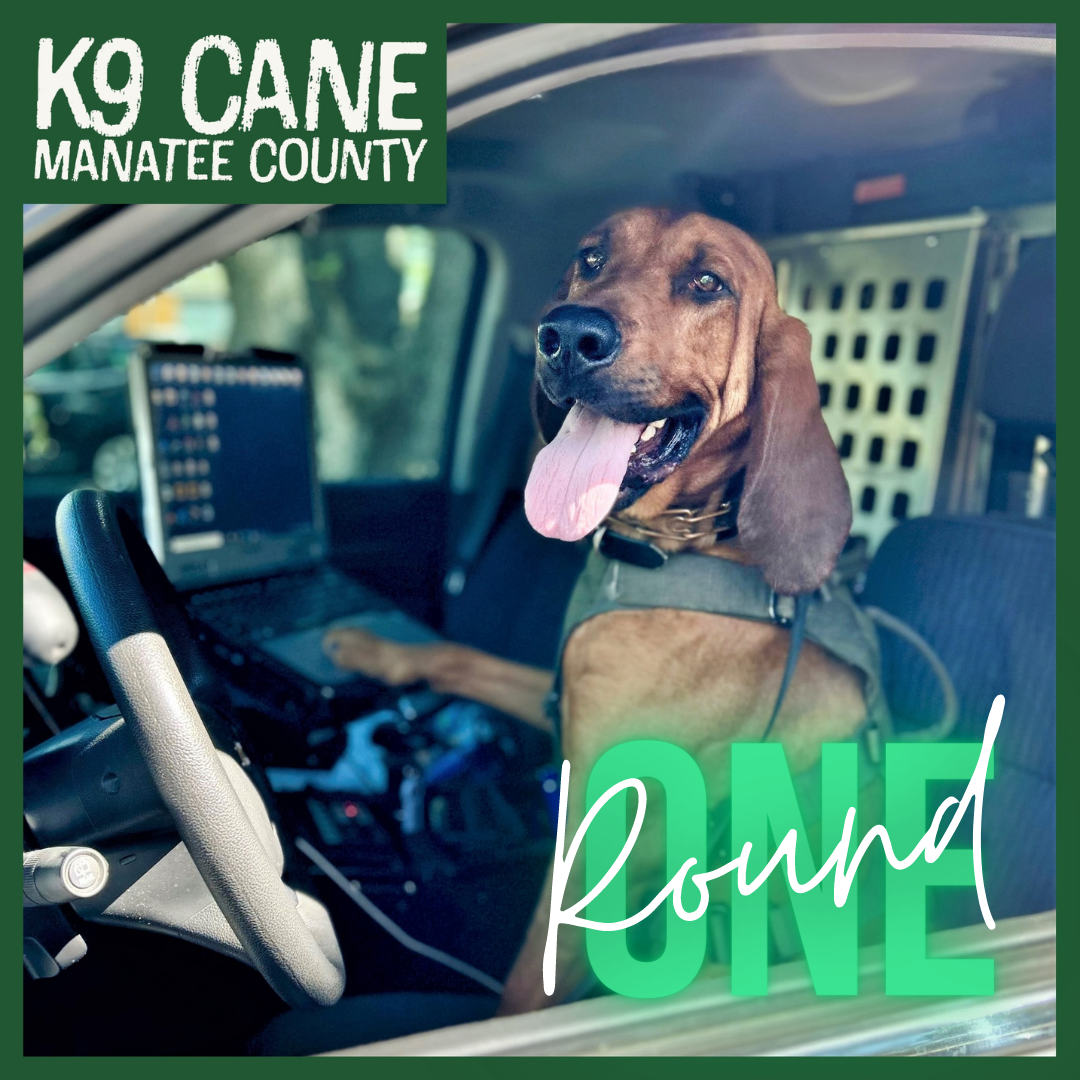 HELP MANATEE COUNTY SHERIFF'S OFFICE K9 CANE WIN FLORIDA'S TOP DOG ...