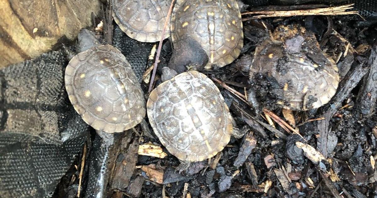 Baby box turtles. for Free in Spring, TX | For Sale & Free — Nextdoor