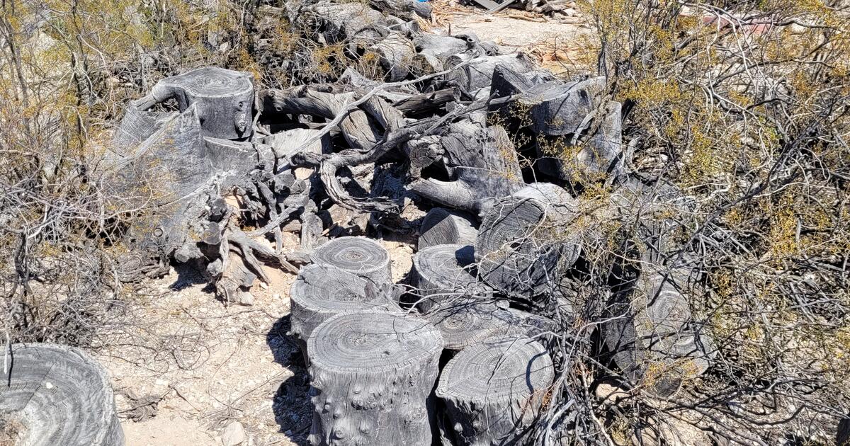 Unsplit firewood for Free in Tucson, AZ | Finds — Nextdoor