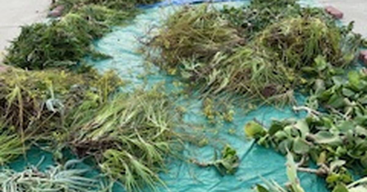 Free plants for Free in Poway, CA | For Sale & Free — Nextdoor