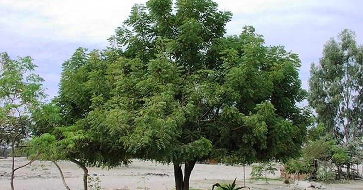 Chinese Neem Tree potted starters for Free in Englewood, FL | For Sale ...