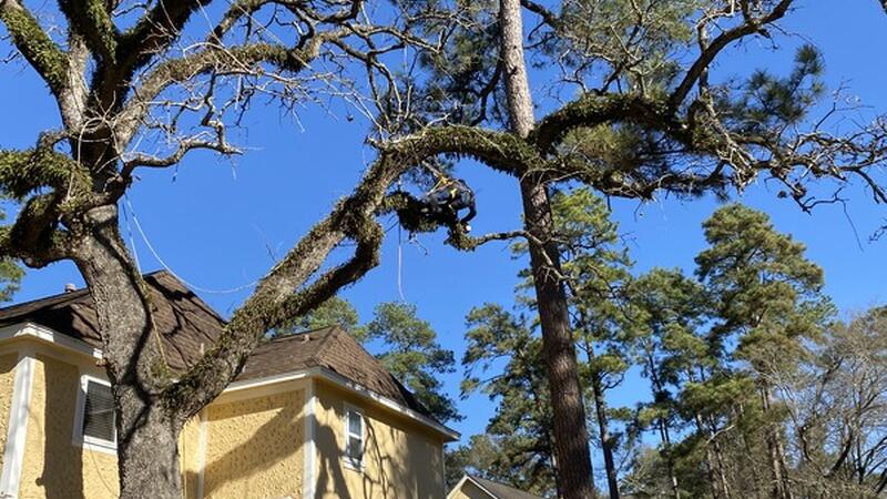 Lonestar Arbor Systems · Tree trimming/pruning starting at $50 — Nextdoor