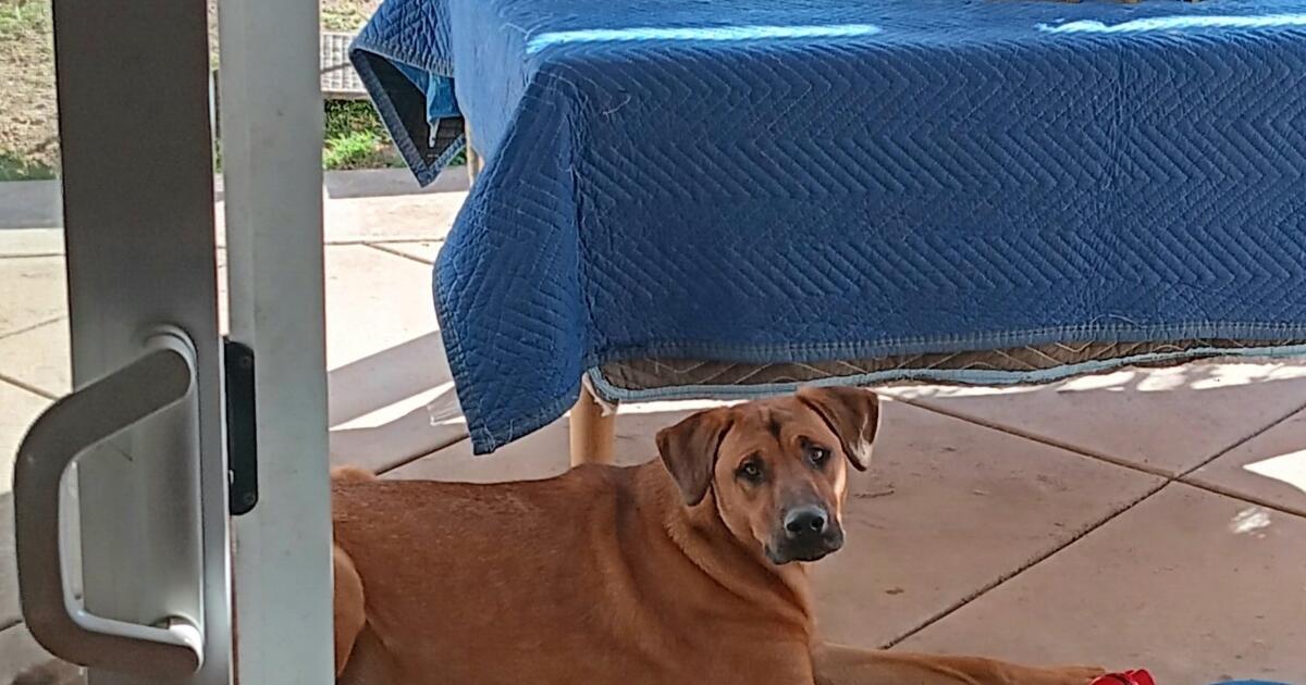 Beautiful Rhodesian Ridgeback for Free in San Diego, CA | For Sale ...