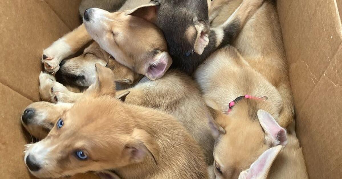 8 week old Pitsky Puppies for Free in Sacramento, CA | Finds — Nextdoor