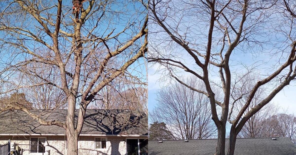 Tree Bird Tree Service in Howell, MI | For Sale & Free — Nextdoor