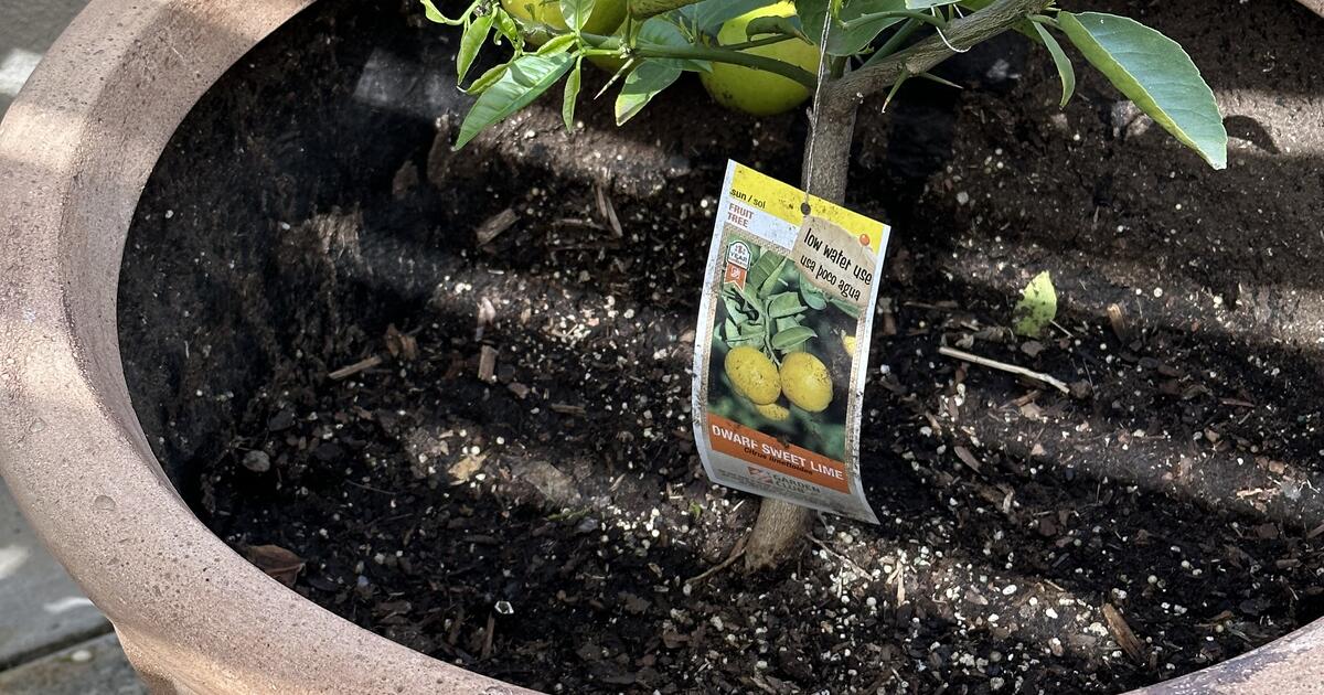 Dwarf Sweet Lime Tree for $40 in Laguna Beach, CA | Finds — Nextdoor