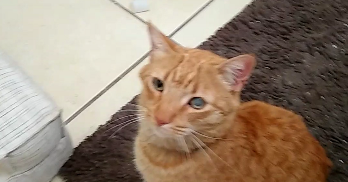 Tame Spotted Ginger Tabby Ringtail Cat for Free in Scottsdale, AZ ...