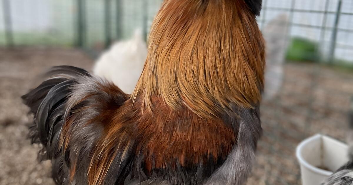 Satin silkie rooster for $10 in Kelso, WA | For Sale & Free — Nextdoor