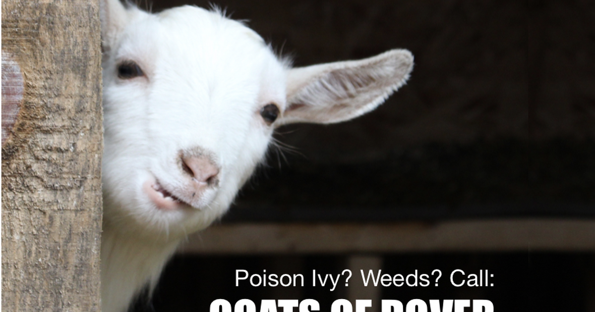 Goats of Dover Goatscaping Service. for Free in Dover, MA | For Sale ...