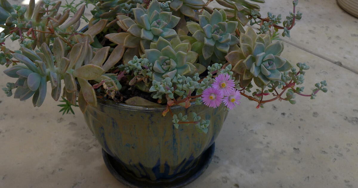 15" tall Large Mixed Succulent Plant in Glazed Ceramic Pot for $20 in ...