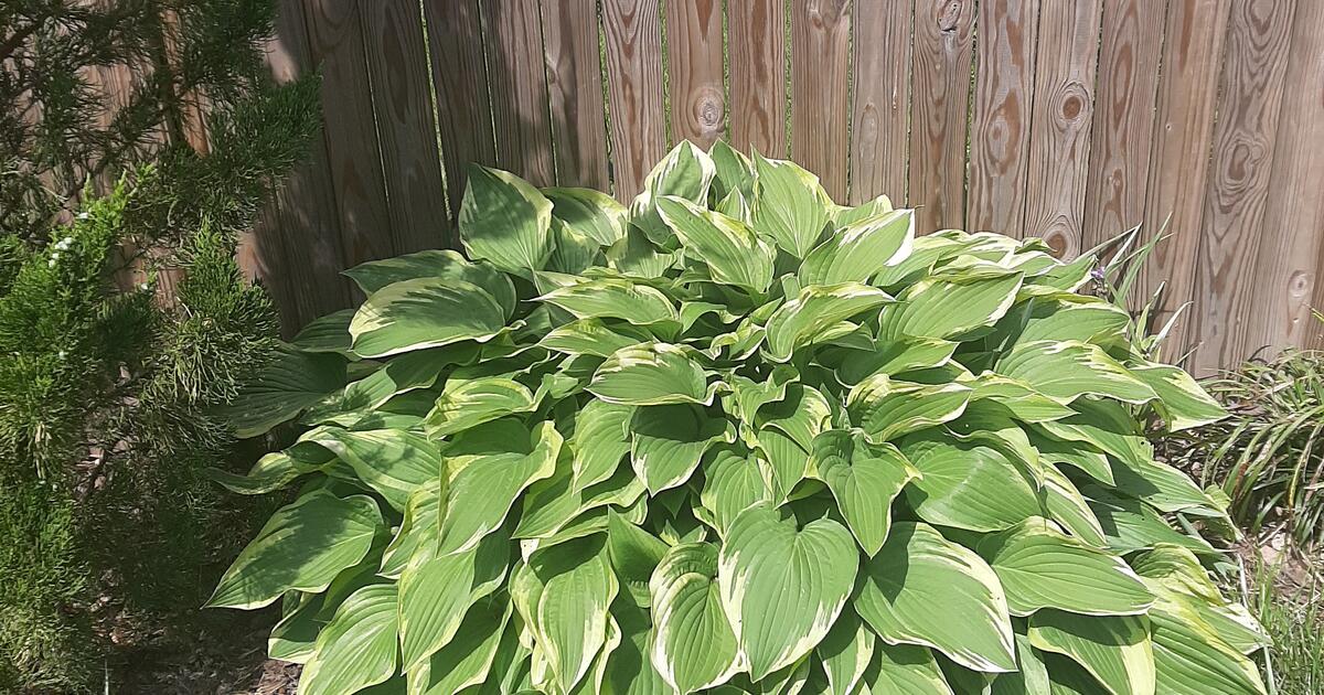 Free Hosta for Free in Springfield, VA | For Sale & Free — Nextdoor