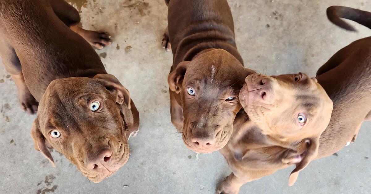 Puppies in Tyler, TX | For Sale & Free — Nextdoor