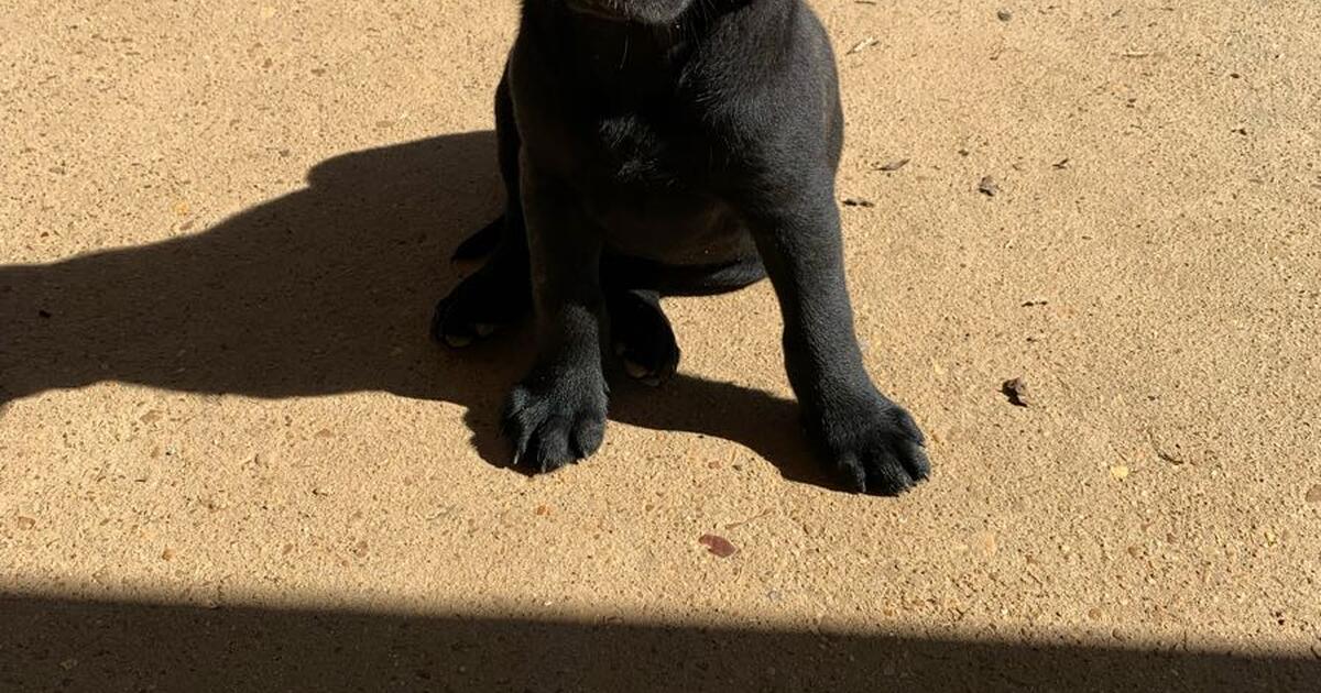 2 black female Labrador’s full blooded in Clinton, MS | For Sale & Free ...