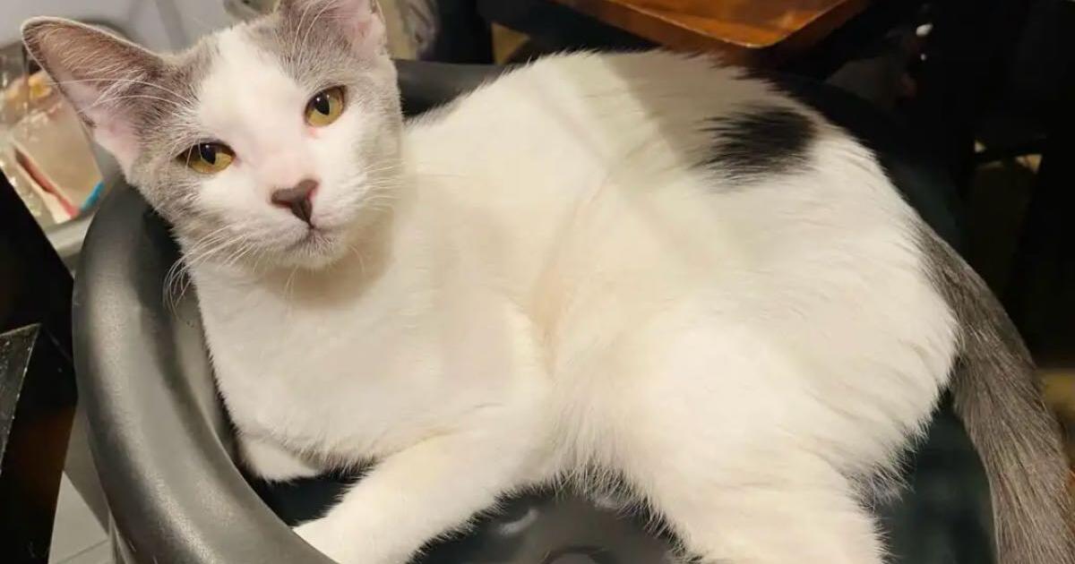 Super Loving 9 Month Old Kitten for Free in Gilbert, AZ | For Sale ...