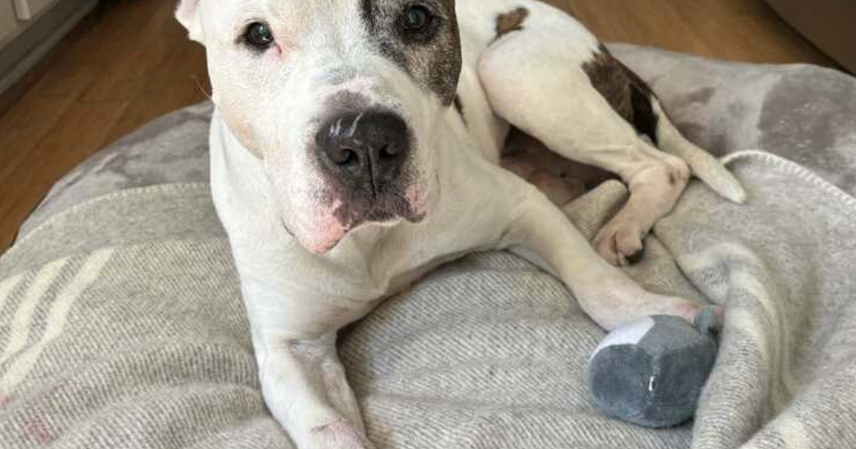 Beautiful Senior PItbull for Free in Raleigh, NC | For Sale & Free ...