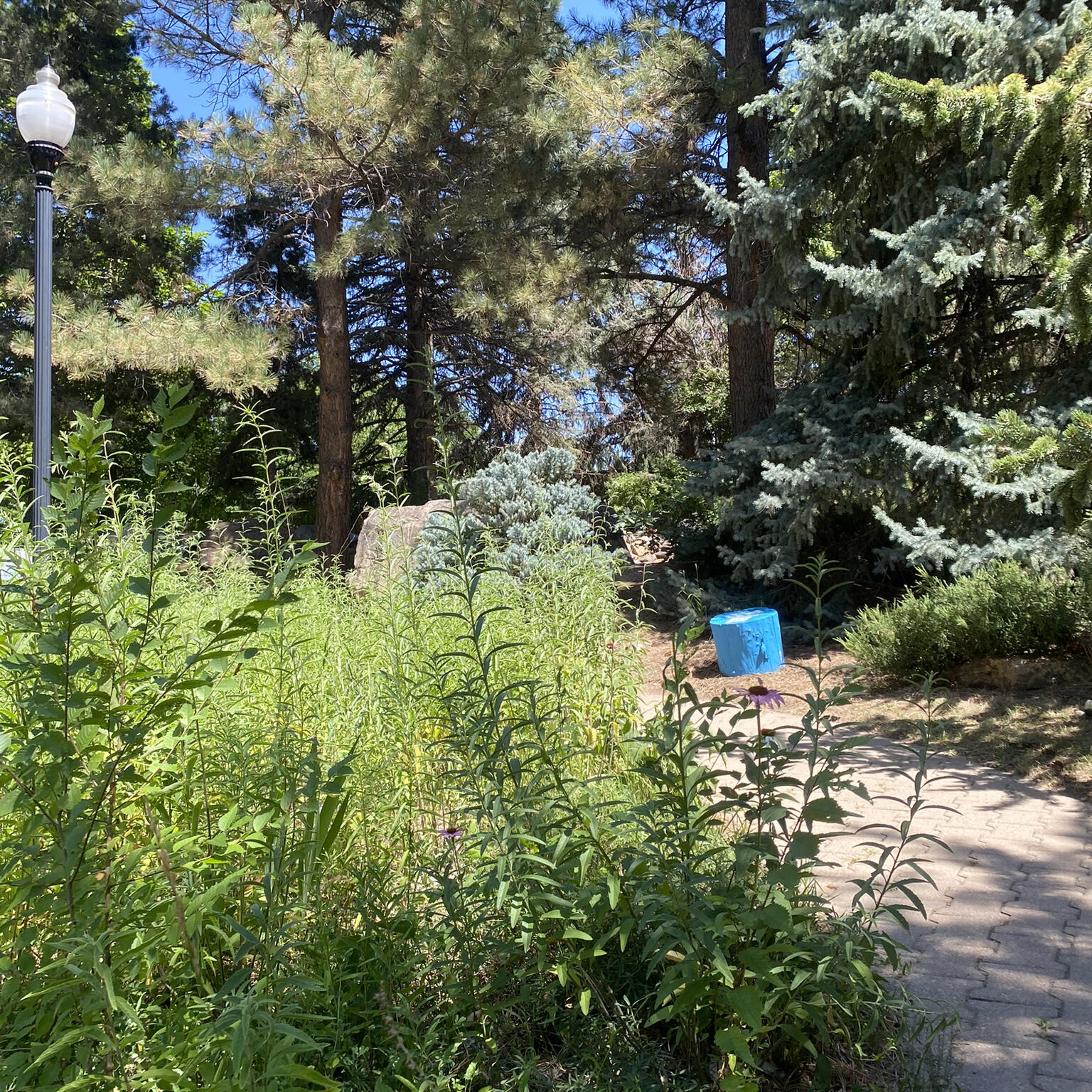 Special blue visitors have arrived in Ketring Park, Gallup Gardens, and ...
