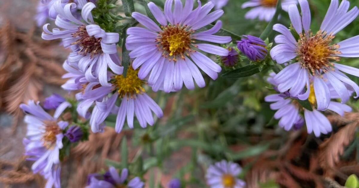 Native asters for Free in Alamo, CA | For Sale & Free — Nextdoor