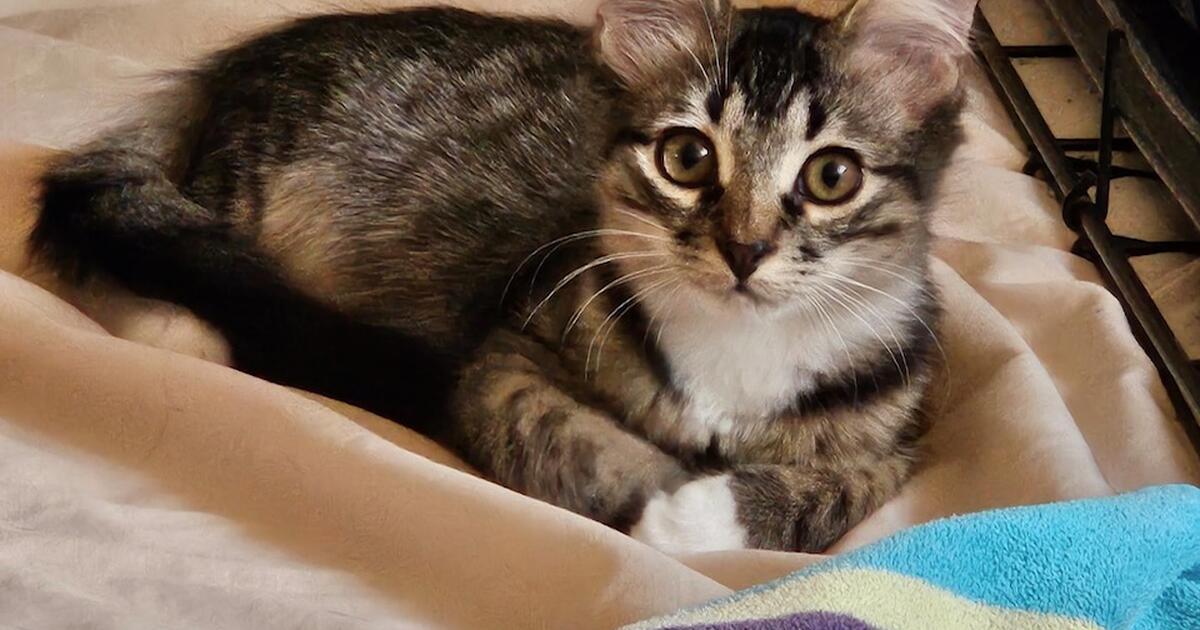 Kittens for Free in College Station, TX | For Sale & Free — Nextdoor