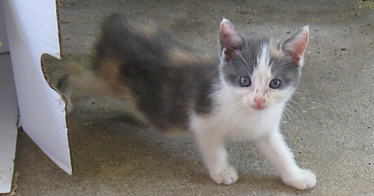 kittens for Free in Philadelphia, PA | For Sale & Free — Nextdoor