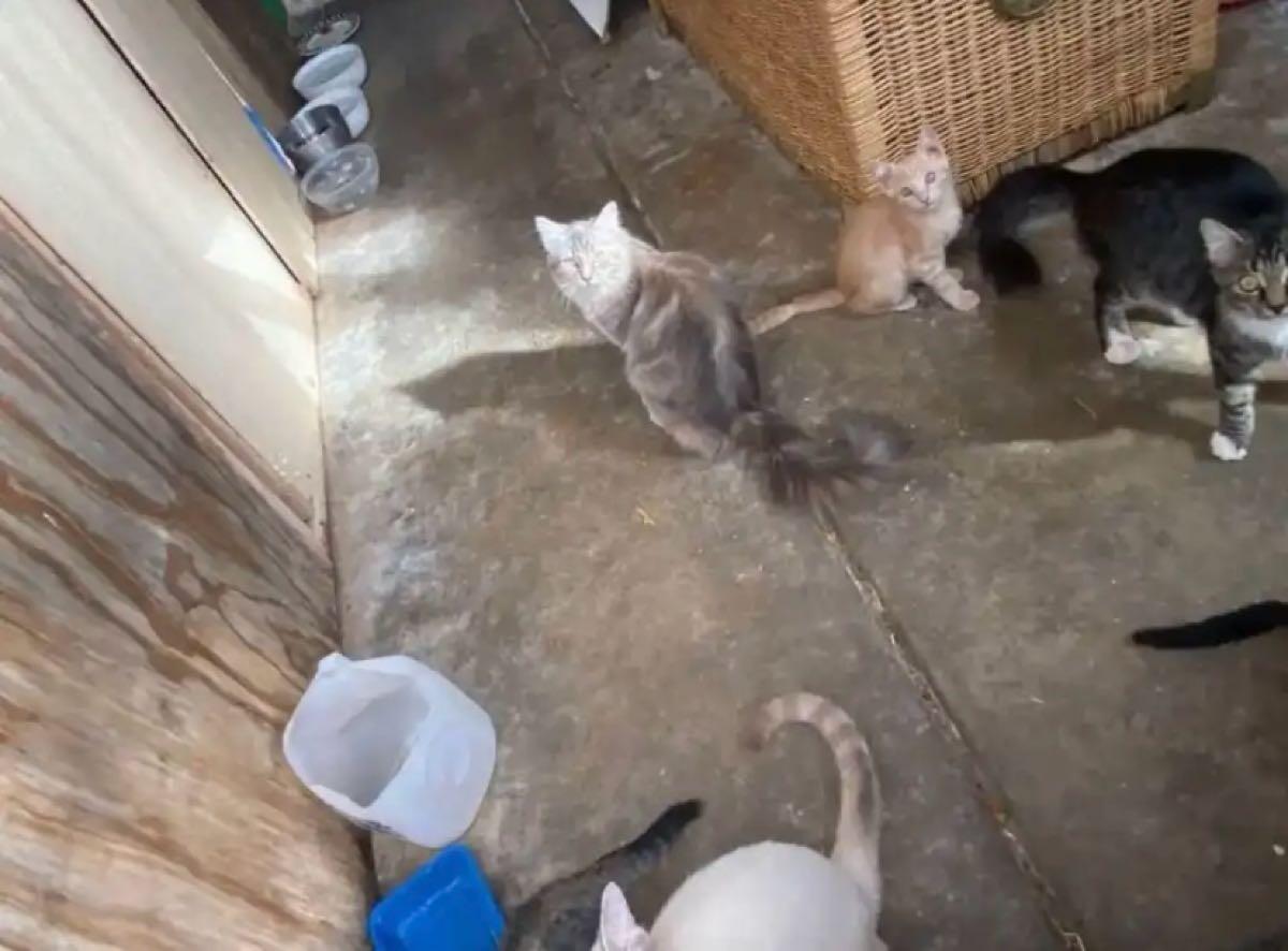 Looking for Cat Food Donations for our TNR Cat Colony for Free in ...