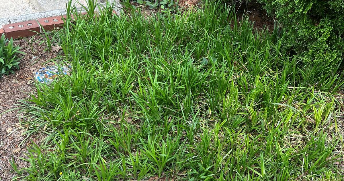 Edging Grass for Free in Atlanta, GA | For Sale & Free — Nextdoor