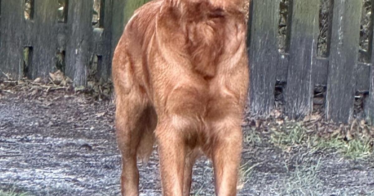 Registered Golden Retriever puppies due end of August. in Kingsland, GA ...
