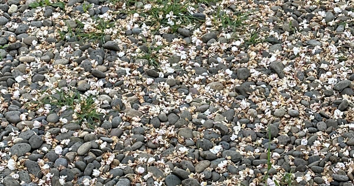 Free river rock for Free in Portland, OR | For Sale & Free — Nextdoor