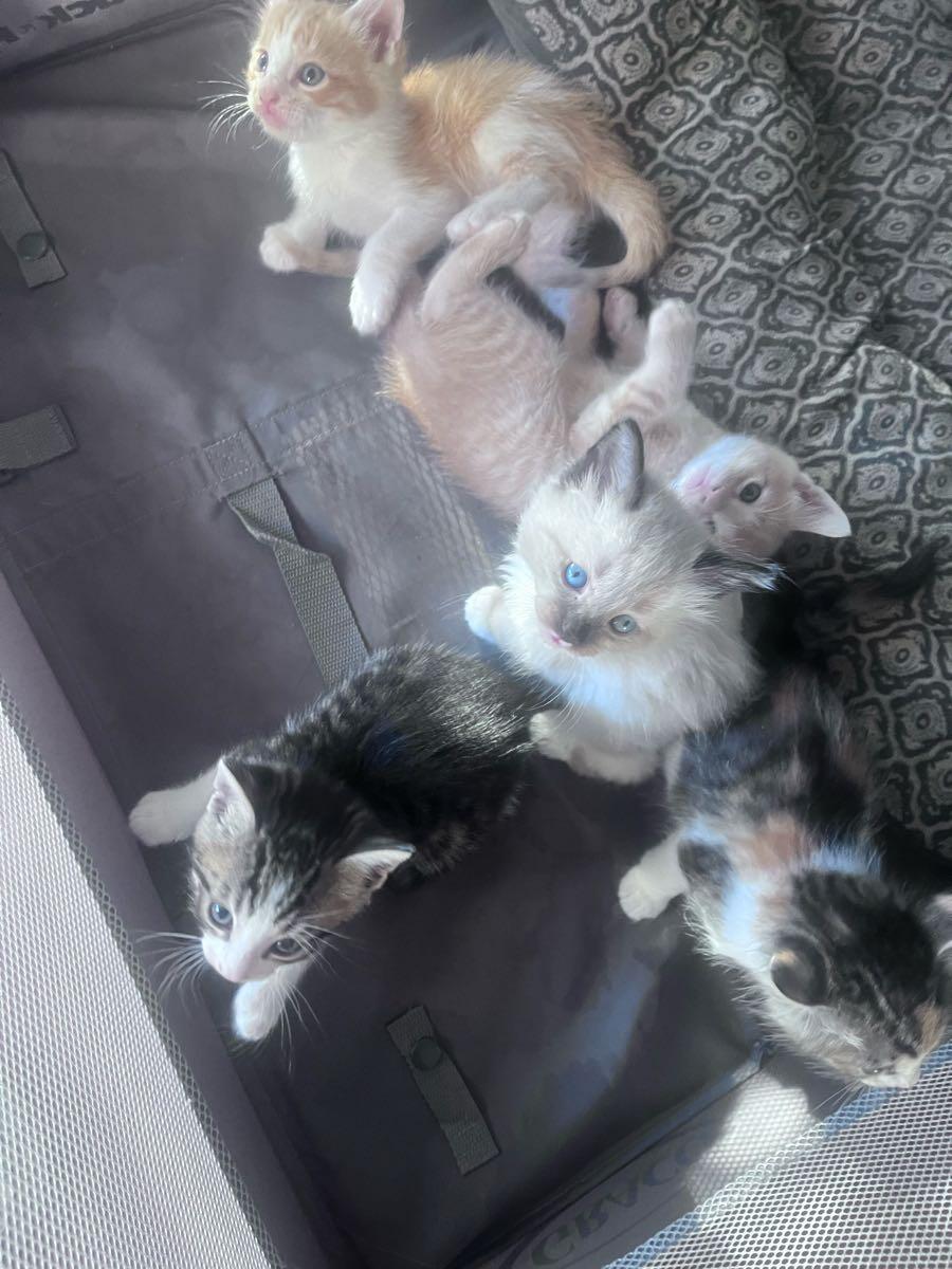 Giving away KITTENS!! for Free in Richmond, CA | For Sale & Free — Nextdoor