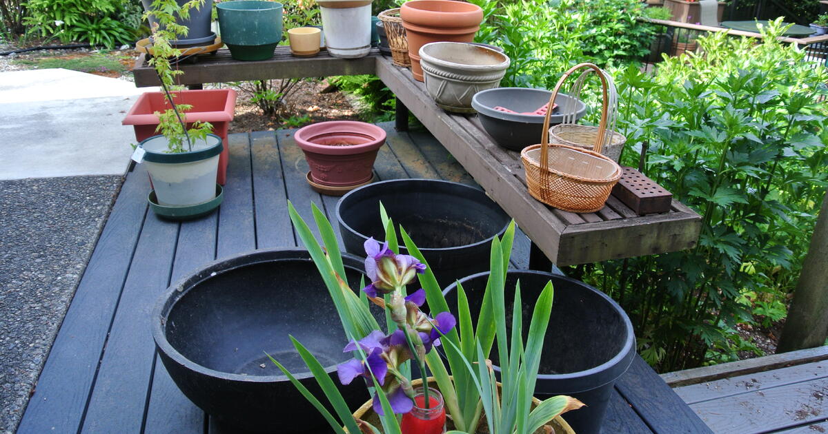 Free plant pots - a few indoor, most of them outdoor in Burien, WA ...