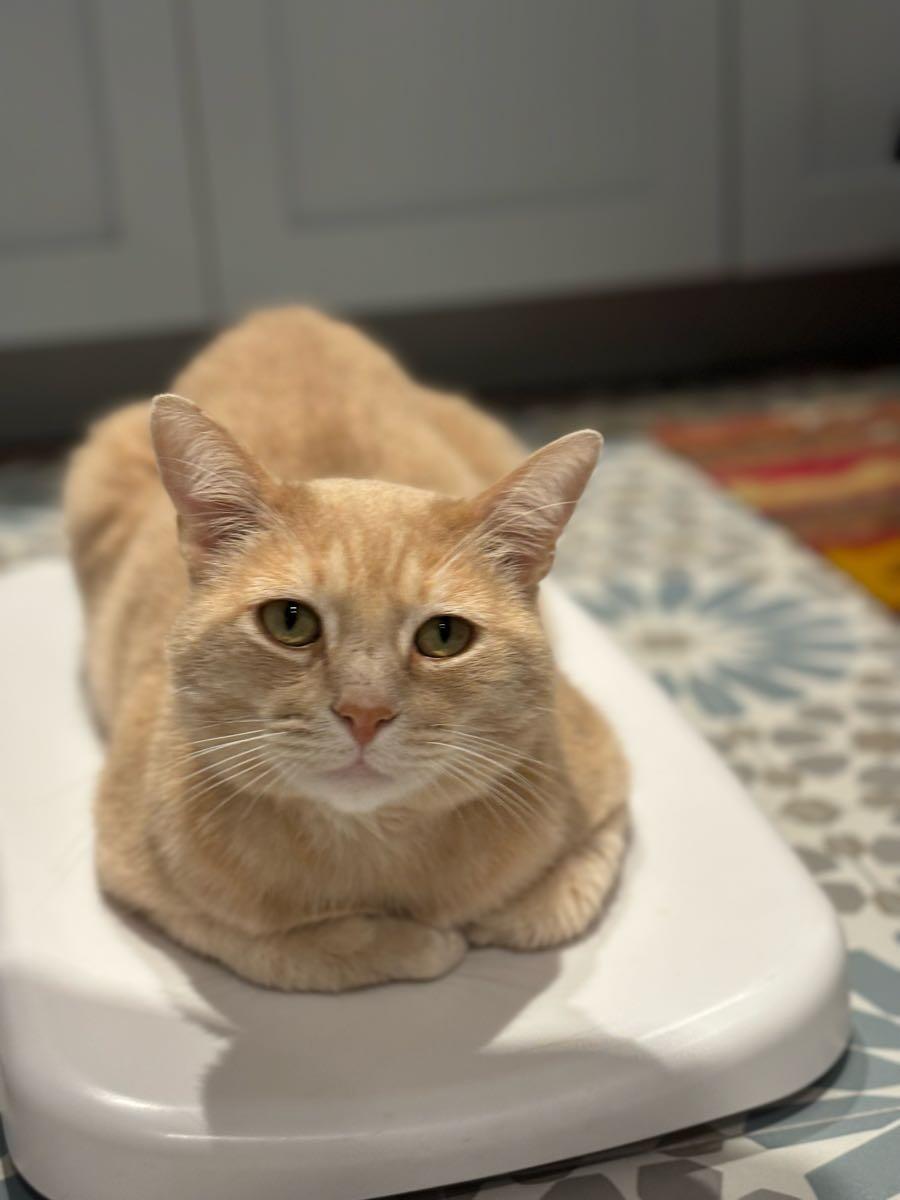 Buff Tabby Biscuit for Free in Santa Barbara, CA | For Sale & Free ...