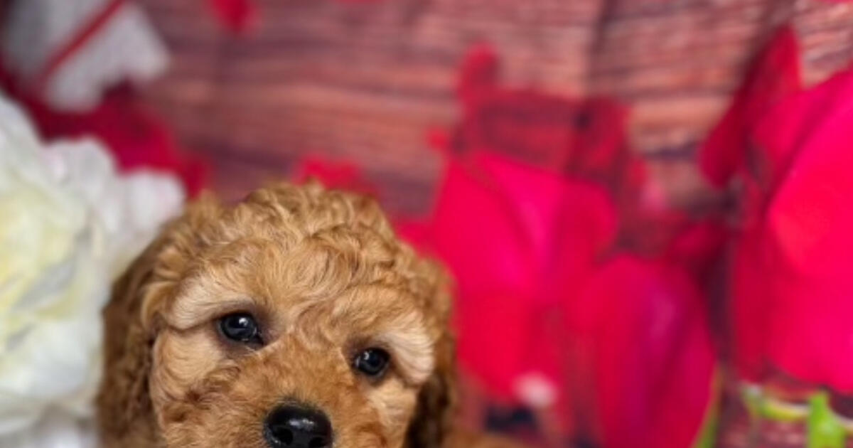 Toy Cavapoo for $685 in Oak Lawn, IL | For Sale & Free — Nextdoor