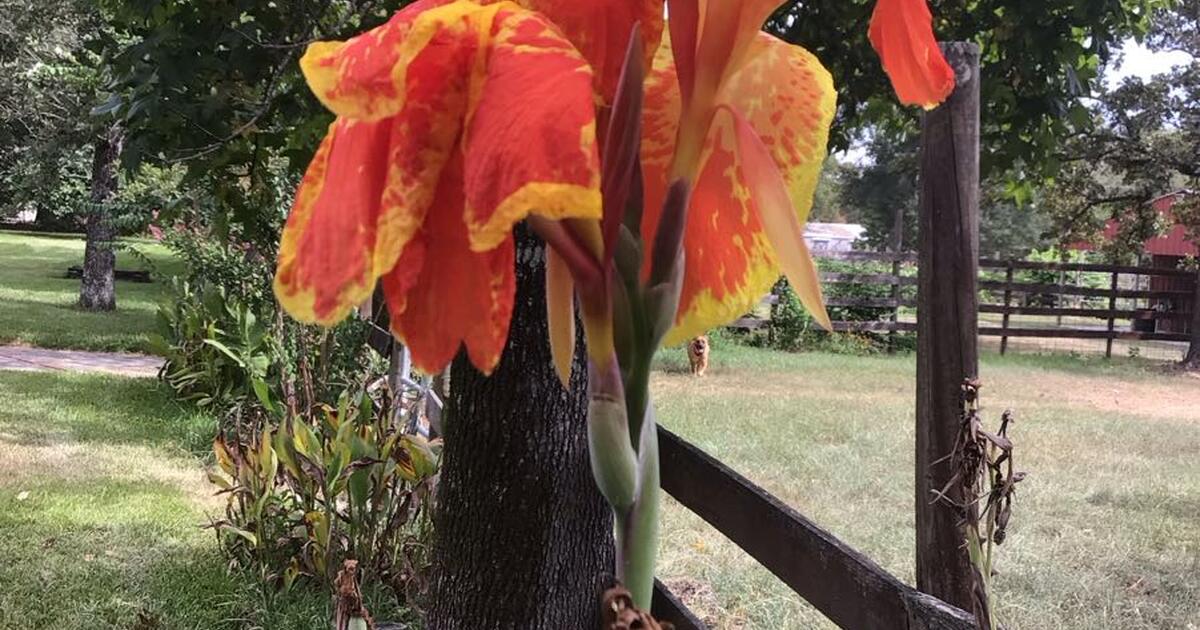 Fire cannas. 31003 Becky Ln for Free in Magnolia, TX | For Sale & Free ...