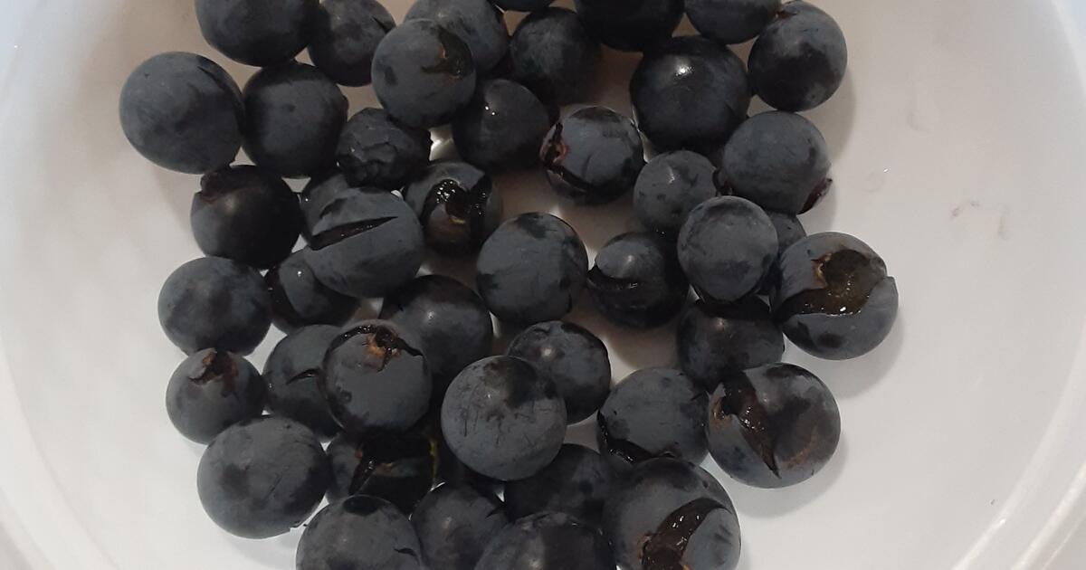 Concord grapes for Free in Brighton, CO | For Sale & Free — Nextdoor