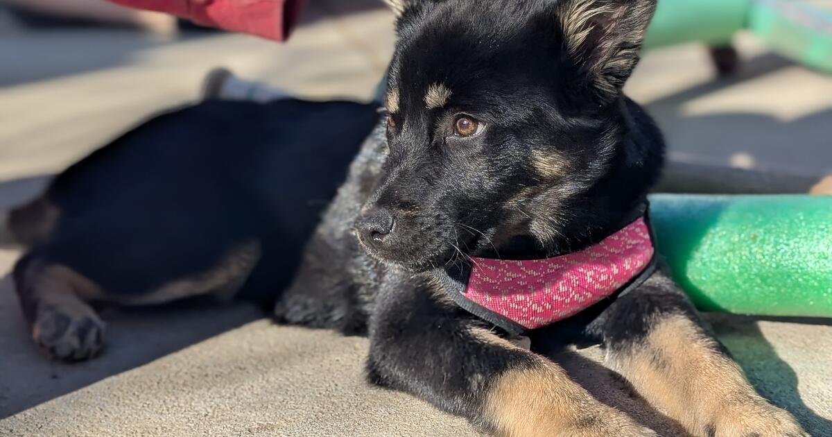 Shepard lab mix for Free in Thornton, CO | For Sale & Free — Nextdoor